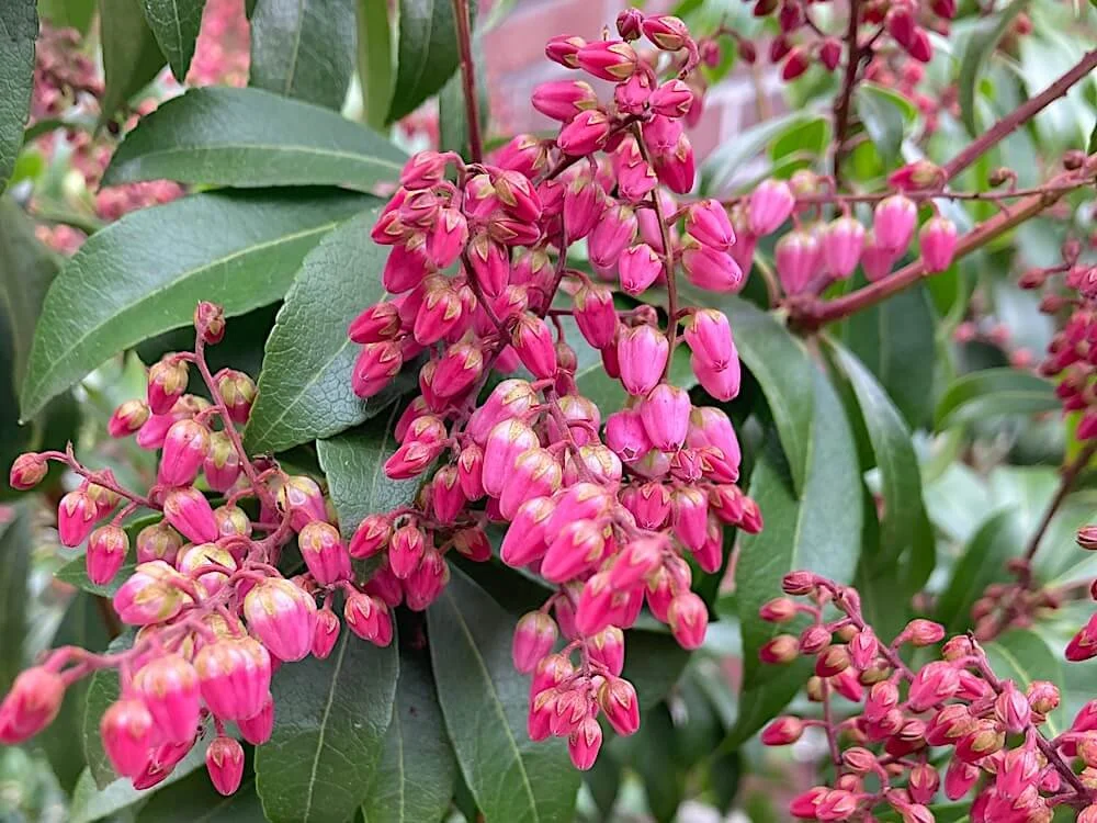 Pieris japonica 'Glowing Hearts' (Glowing Hearts Pieris) — Northwest Blooms
