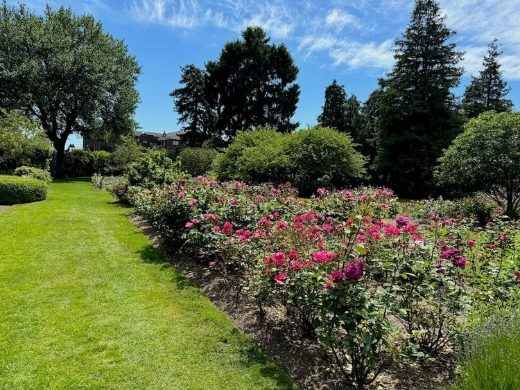 Woodland Park Zoo Rose Garden — Northwest Blooms