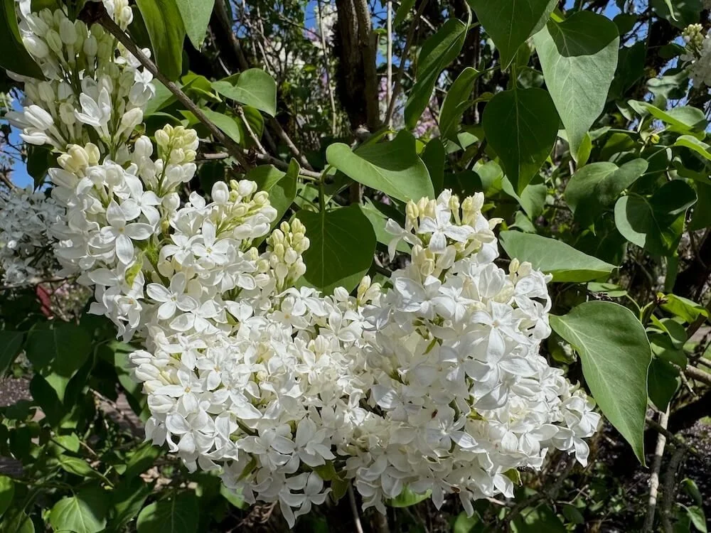 Syringa Vulgaris 'Angel White' (Angel White Lilac) — Northwest Blooms