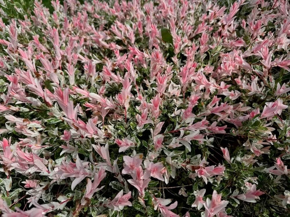Leucothoe fontanesiana 'Rainbow' (Rainbow Drooping Leucothoe ...