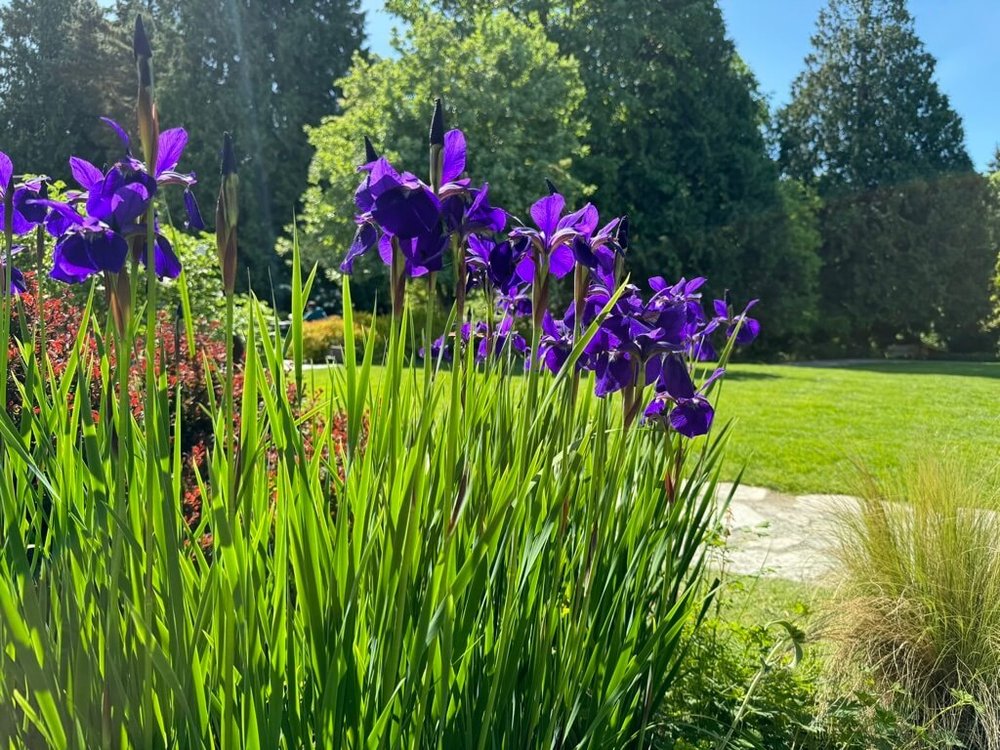 Public Gardens in the Seattle Area — Northwest Blooms