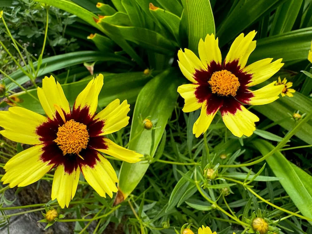 Coreopsis 'Super Star' (Super Star Tickseed) — Northwest Blooms