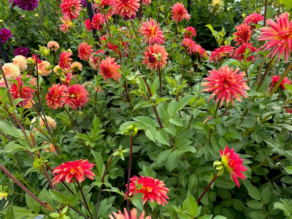 Dahlia 'Valley Rust Bucket' (Valley Rust Bucket Dahlia) — Northwest Blooms