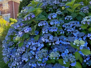 Hydrangea macrophylla 'Monmar' (Blue Enchantress Hydrangea) — Northwest ...
