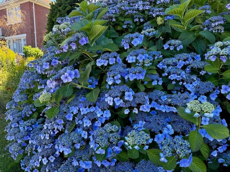Hydrangea macrophylla 'Monmar' (Blue Enchantress Hydrangea) — Northwest ...