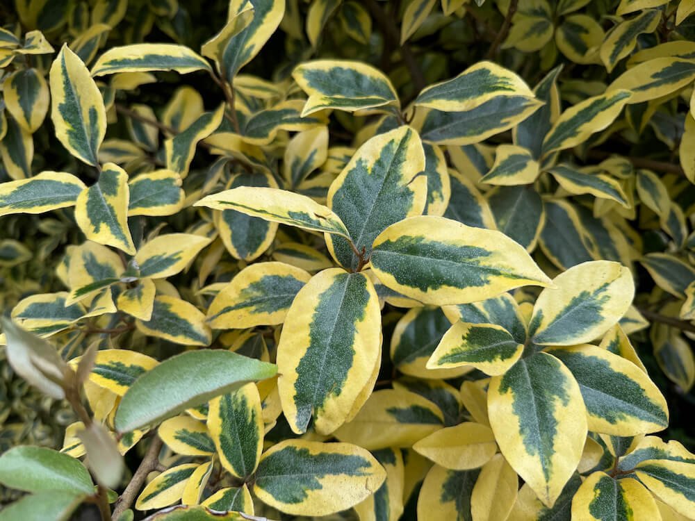 Fatsia japonica 'Variegata' (Variegated Japanese Aralia) — Northwest Blooms