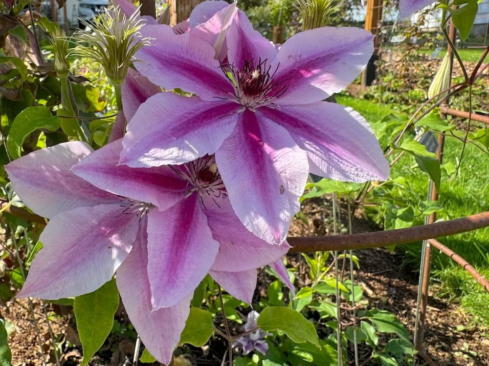 Clematis Josephine 'Evijohill' (Josephine Clematis) — Northwest Blooms