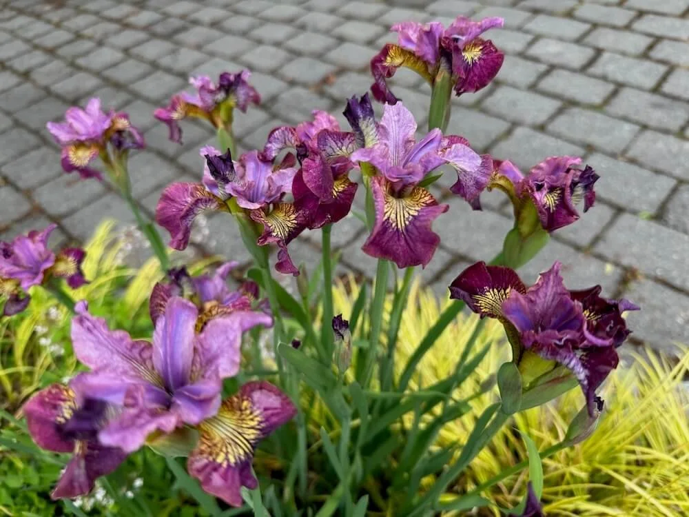 Iris chrysographes (Black Iris) — Northwest Blooms