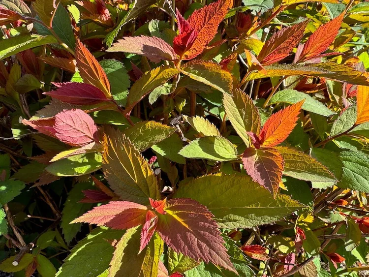 Leucothoe fontanesiana 'Rainbow' (Rainbow Drooping Leucothoe ...