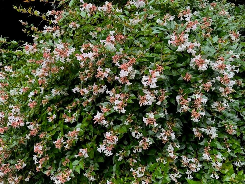 Prunus laurocerasus 'Mount Vernon' (Dwarf English Laurel) — Northwest ...