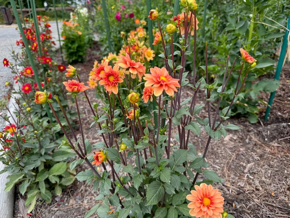 Dahlia 'Valley Rust Bucket' (Valley Rust Bucket Dahlia) — Northwest Blooms