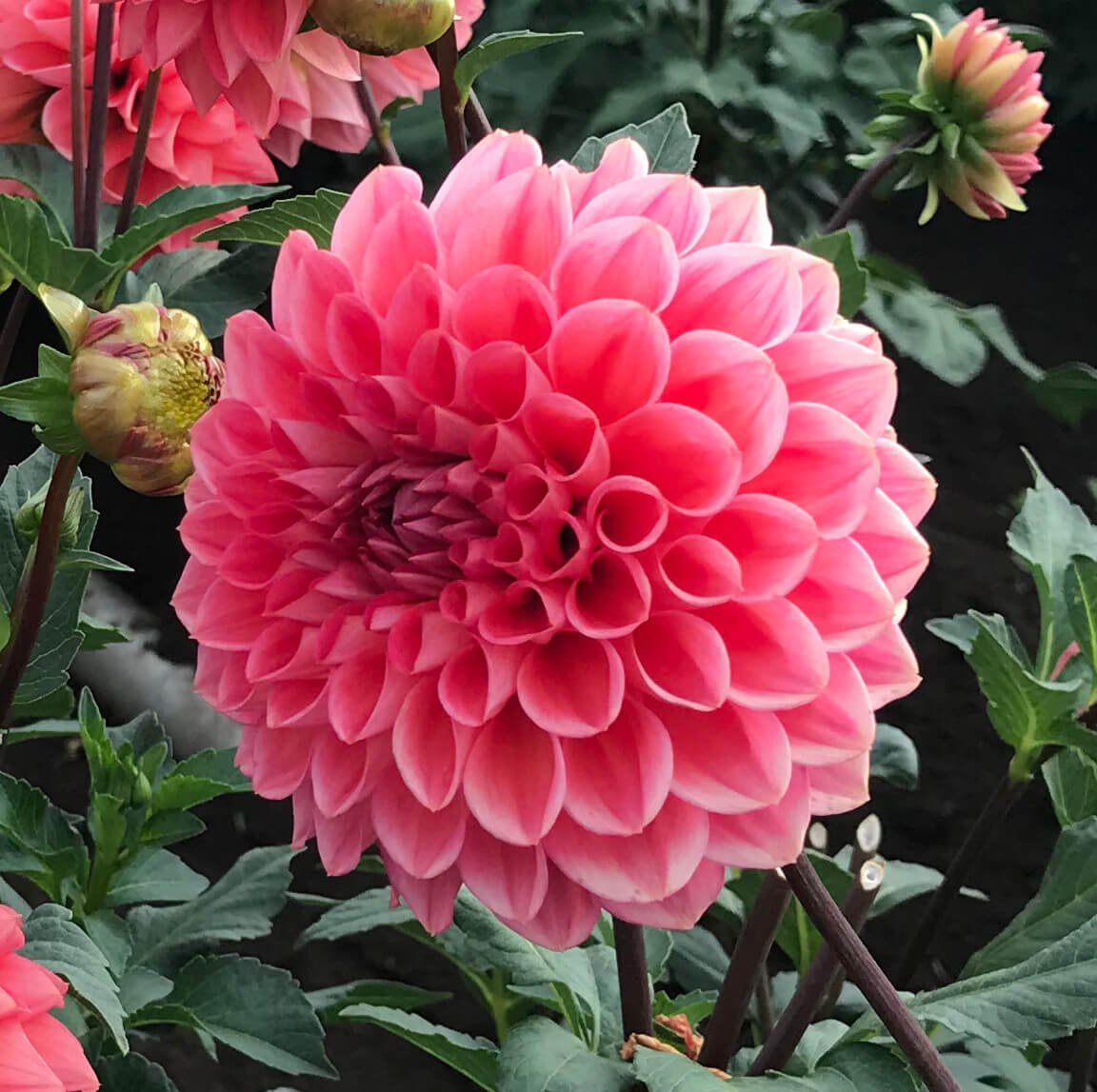Dahlia 'Hollyhill Starburst' (Hollyhill Starburst Dahlia) — Northwest ...