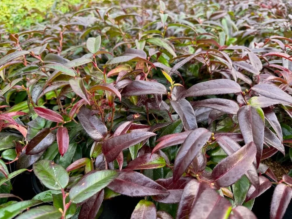 Leucothoe fontanesiana 'Zeblid' (Scarletta Leucothoe) — Northwest Blooms