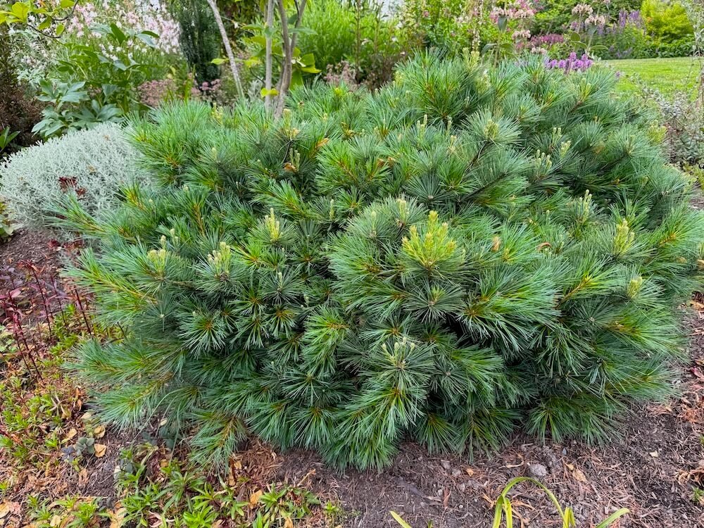 Taxus x media 'H.M. Eddie' (H.M. Eddie Yew) — Northwest Blooms