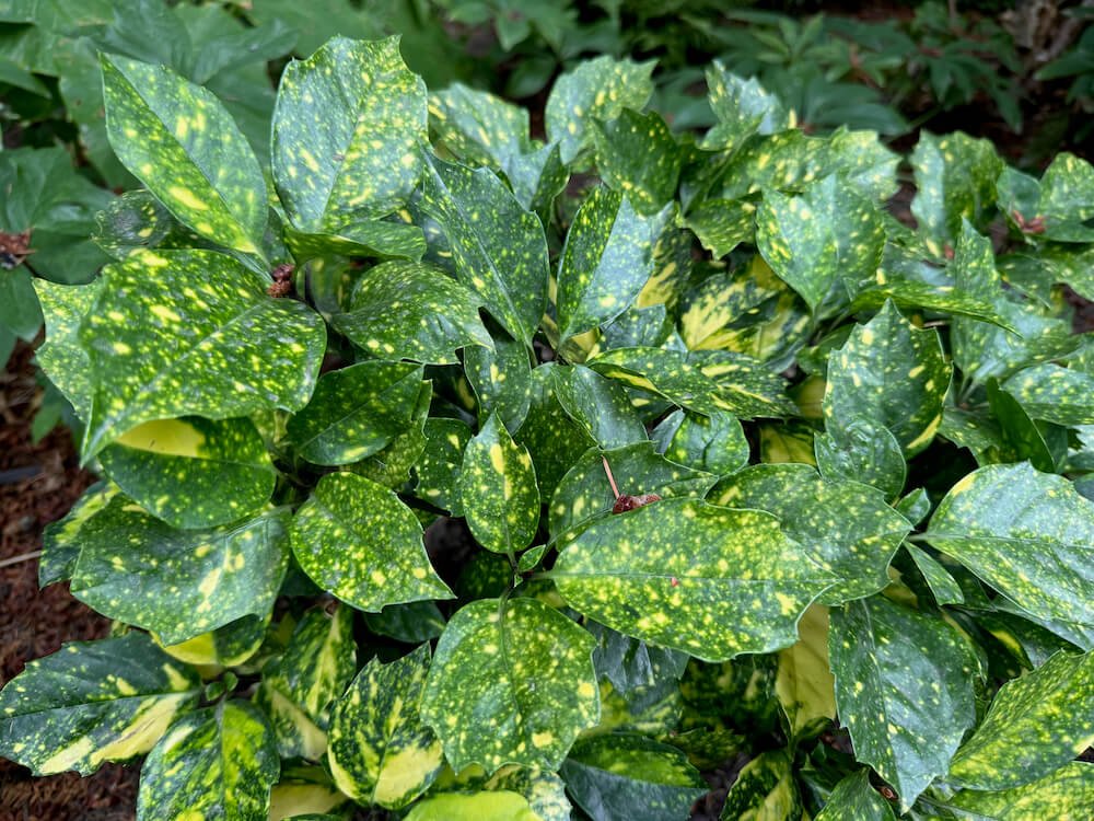 Fatsia japonica 'Variegata' (Variegated Japanese Aralia) — Northwest Blooms