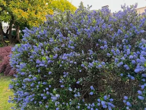 Ceanothus thyrsiflorus 'Victoria' (Victoria California Lilac ...