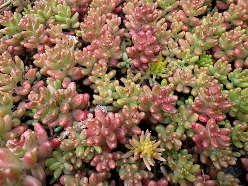 Sedum tetractinum 'Coral Reef' (Chinese Stonecrop) — Northwest Blooms
