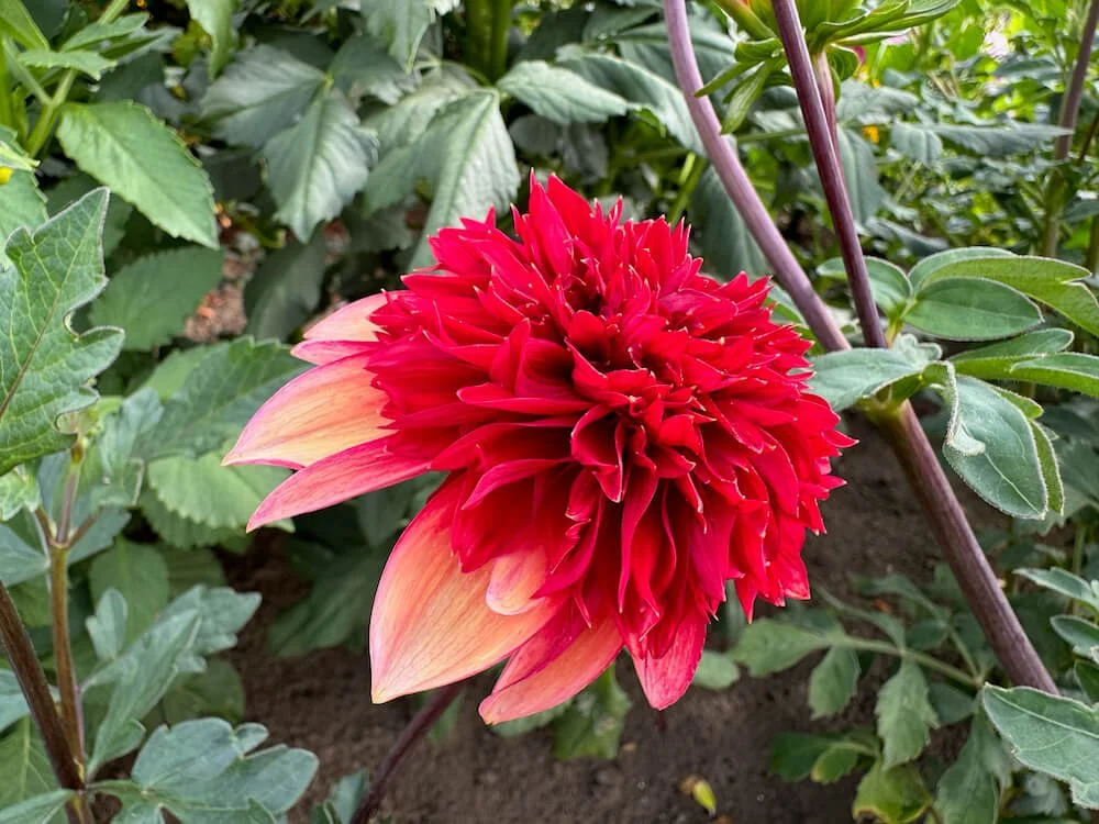 Dahlia 'Valley Rust Bucket' (Valley Rust Bucket Dahlia) — Northwest Blooms