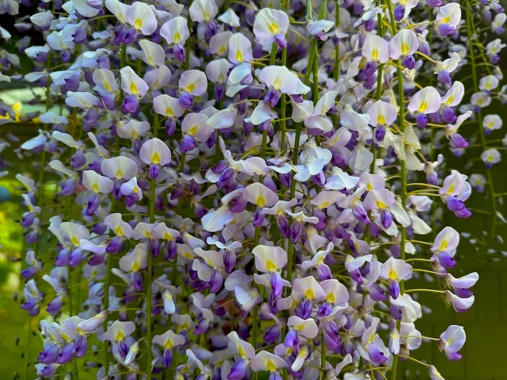 Wisteria floribunda 'Multijuga' (Japanese Wisteria) — Northwest Blooms