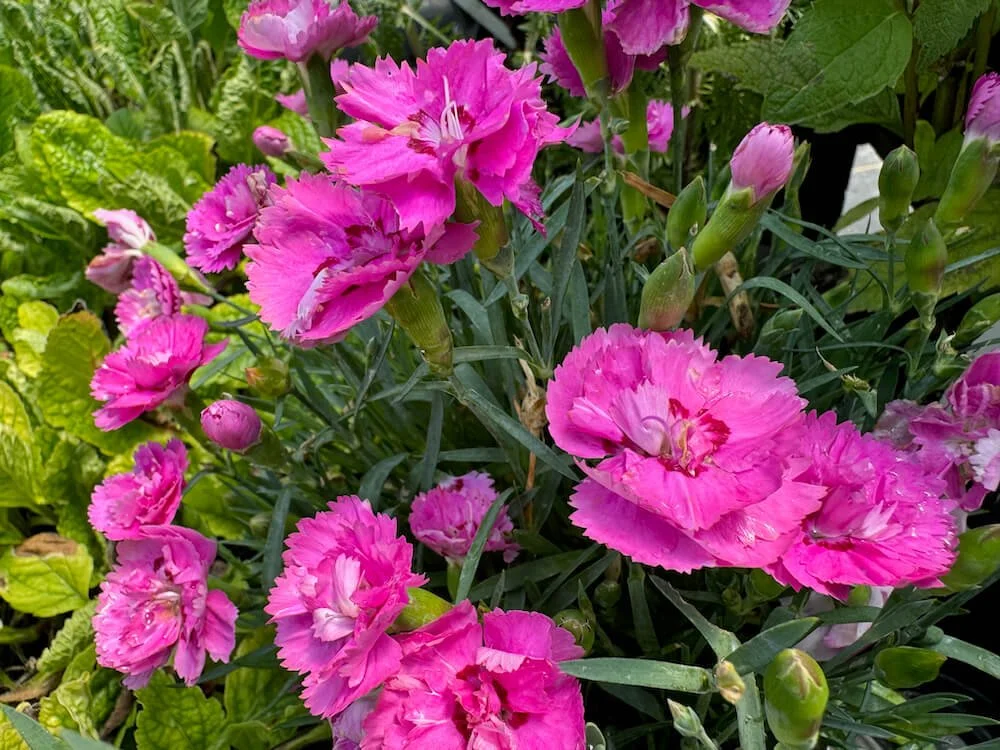 Dianthus hybrida 'Mountain Frost Ruby Glitter' (Mountain Frost Ruby ...