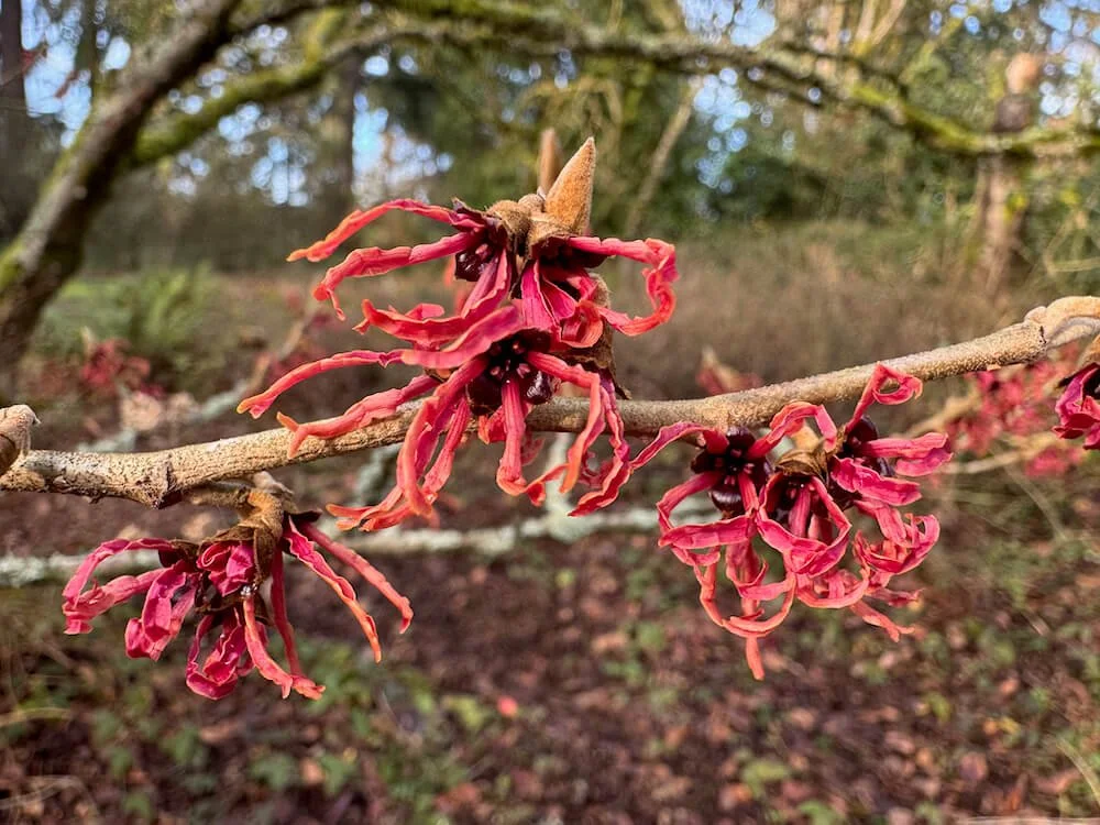 Hamamelis x intermedia 'Diane' (Diane Witch Hazel) — Northwest Blooms