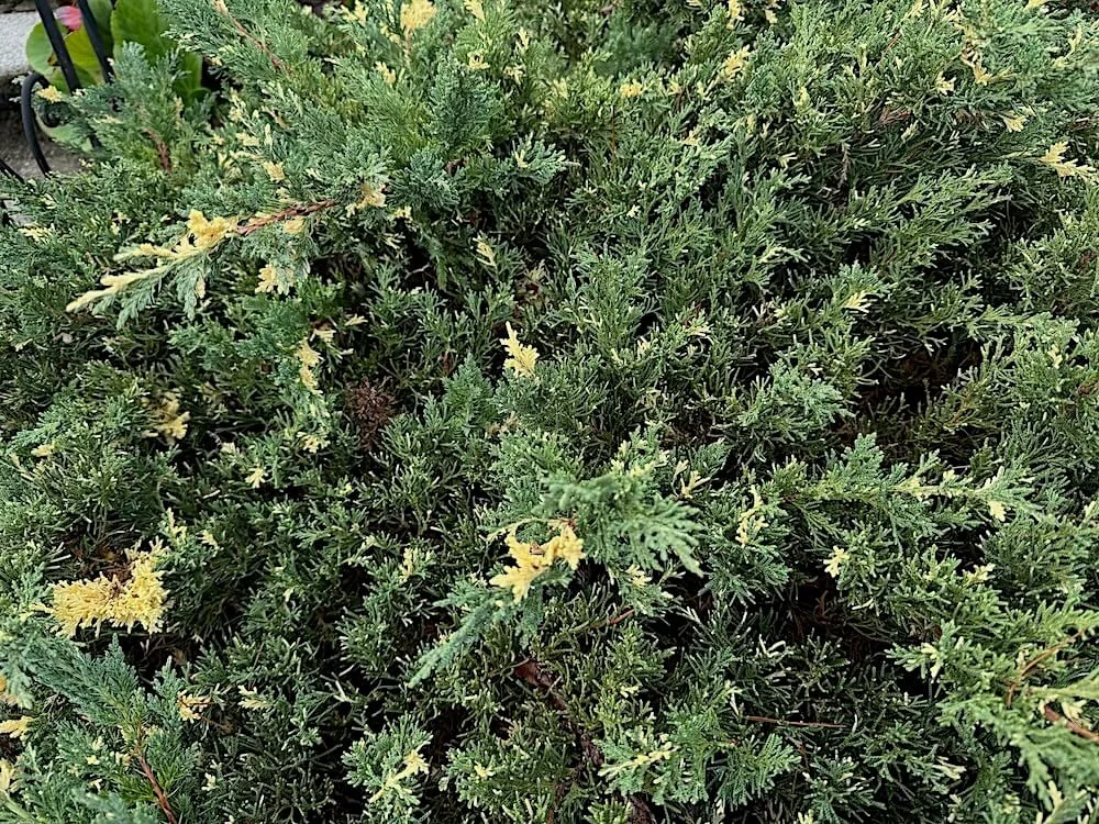 Fatsia japonica 'Variegata' (Variegated Japanese Aralia) — Northwest Blooms