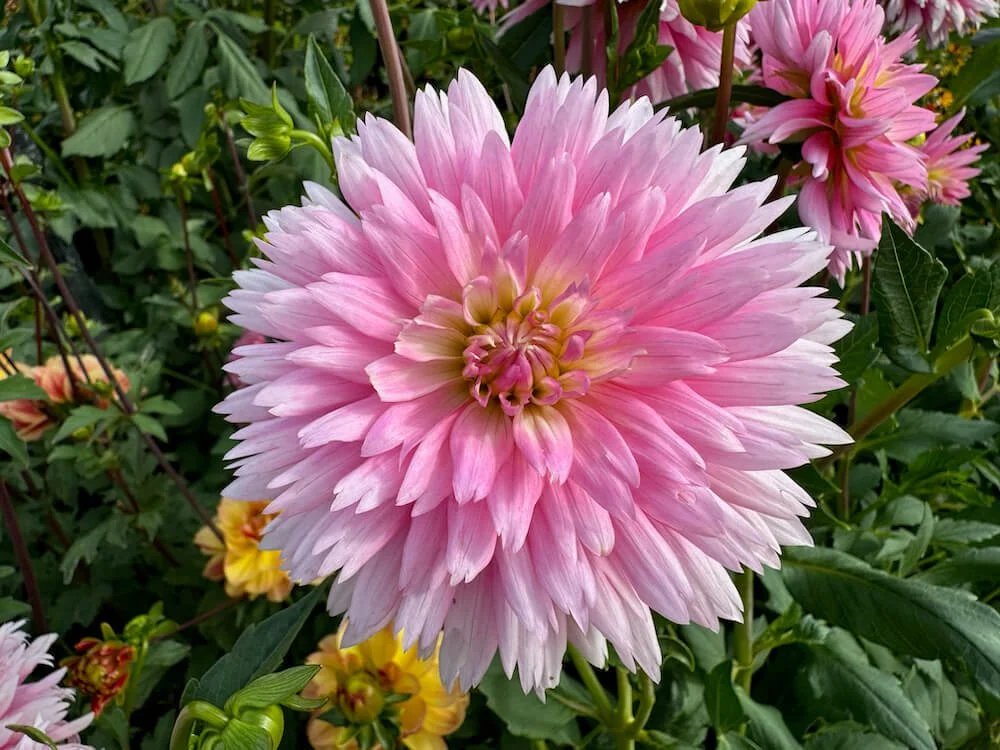 Dahlia 'Gay Princess' (Gay Princess Dahlia) — Northwest Blooms