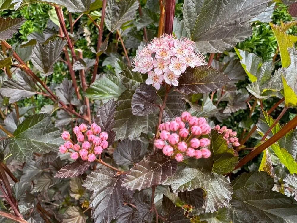 Nandina domestica 'Burgundy Wine' (Burgundy Wine Heavenly Bamboo ...