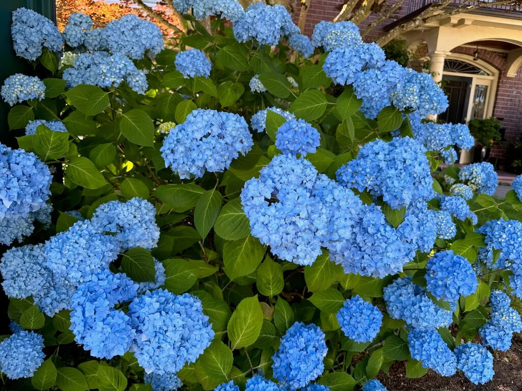 Hydrangea macrophylla 'Monmar' (Blue Enchantress Hydrangea) — Northwest ...