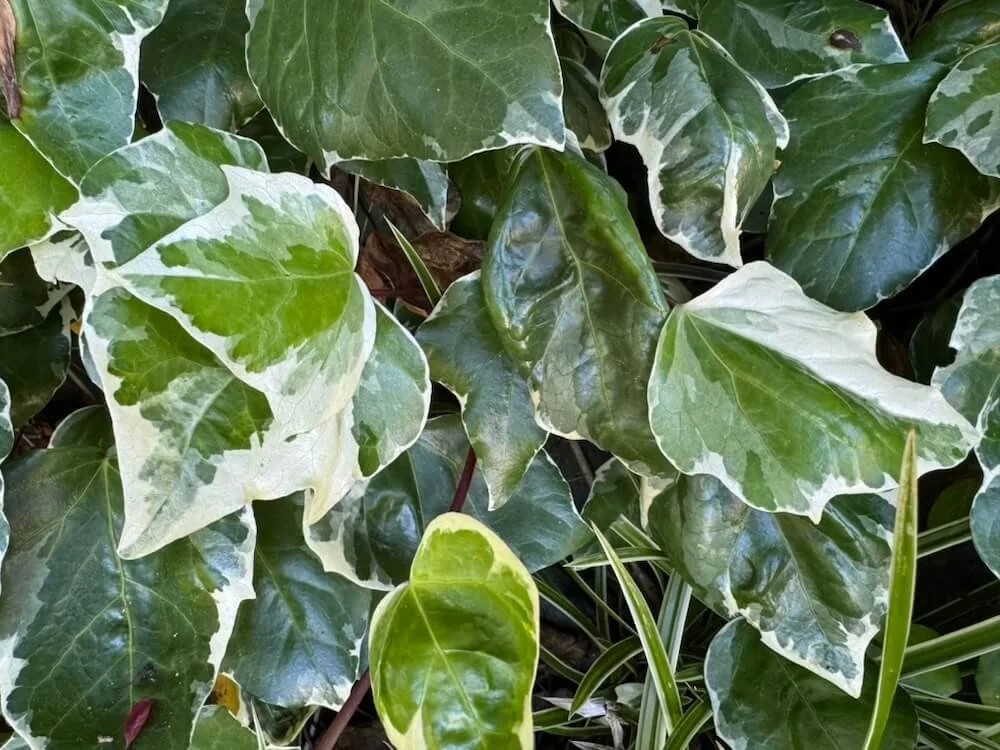 Hedera algeriensis 'Gloire de Marengo' (Gloire de Marengo Algerian Ivy ...