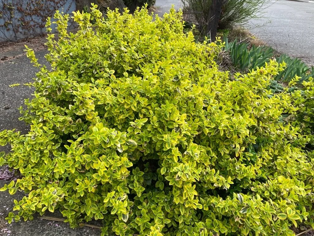 Fatsia japonica 'Variegata' (Variegated Japanese Aralia) — Northwest Blooms