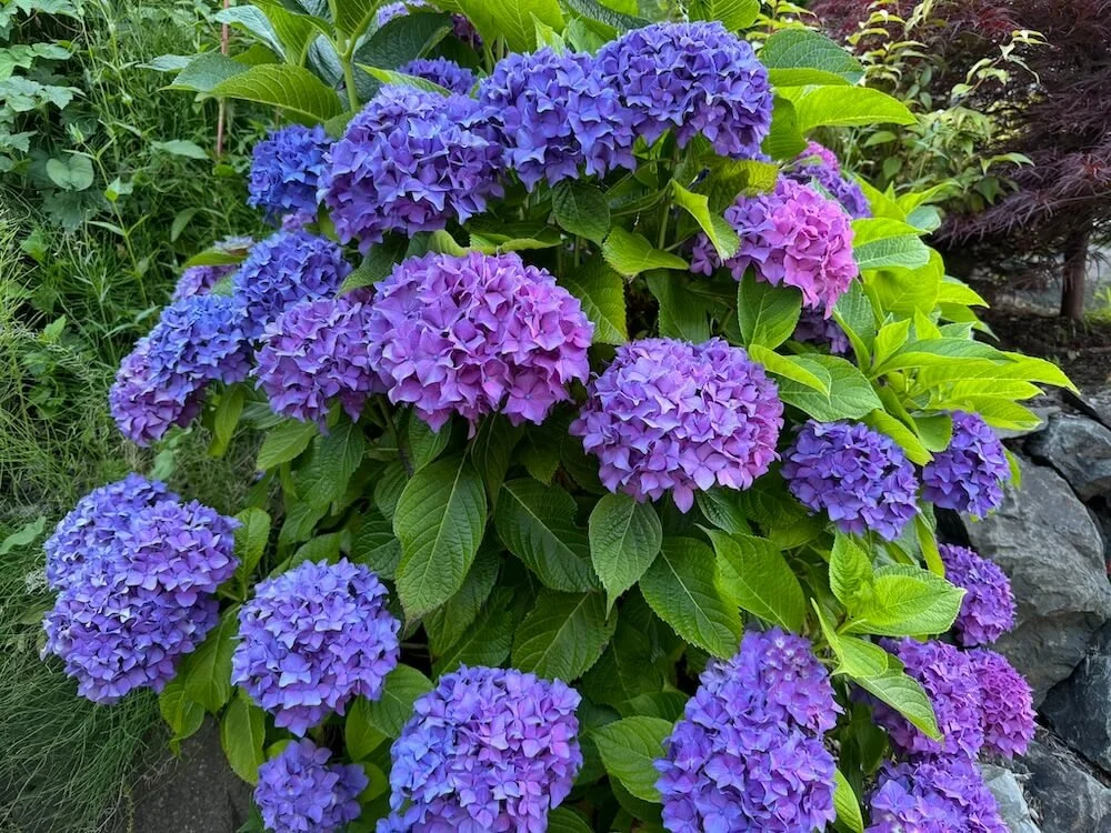 Hydrangea macrophylla 'Monmar' (Blue Enchantress Hydrangea) — Northwest ...