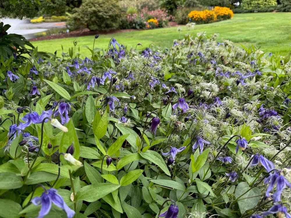 Clematis integrifolia 'Caerulea' (Bushy Blue Bell Clematis) — Northwest ...