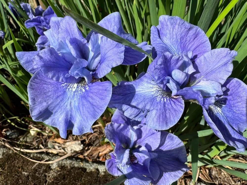 Delphinium elatum 'Aurora Blue' (Aurora Blue Larkspur) — Northwest Blooms