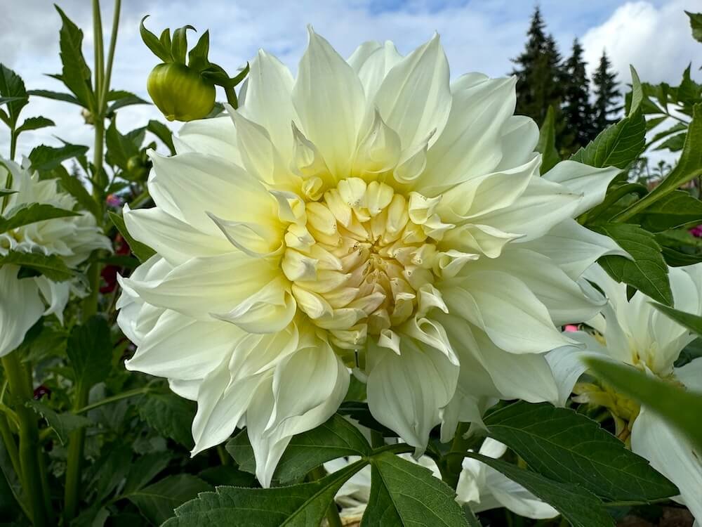 Dahlia 'Snowbound' (Snowbound Dahlia) — Northwest Blooms