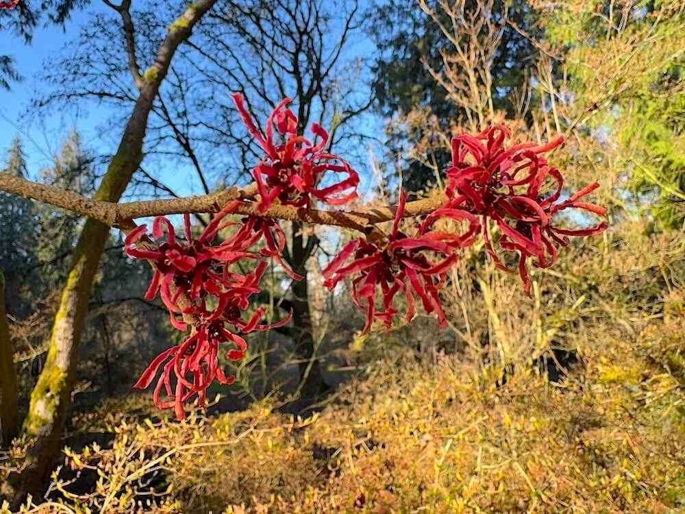 Hamamelis x intermedia 'Diane' (Diane Witch Hazel) — Northwest Blooms