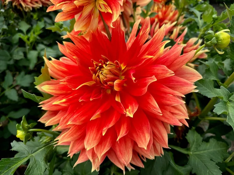 Dahlia 'Valley Rust Bucket' (Valley Rust Bucket Dahlia) — Northwest Blooms