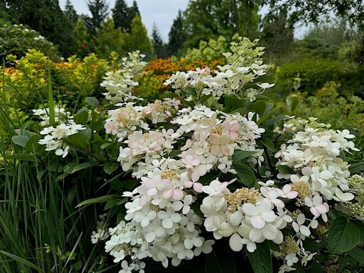 Hydrangea paniculata 'AJ14' (Early Evolution Hydrangea) — Northwest Blooms