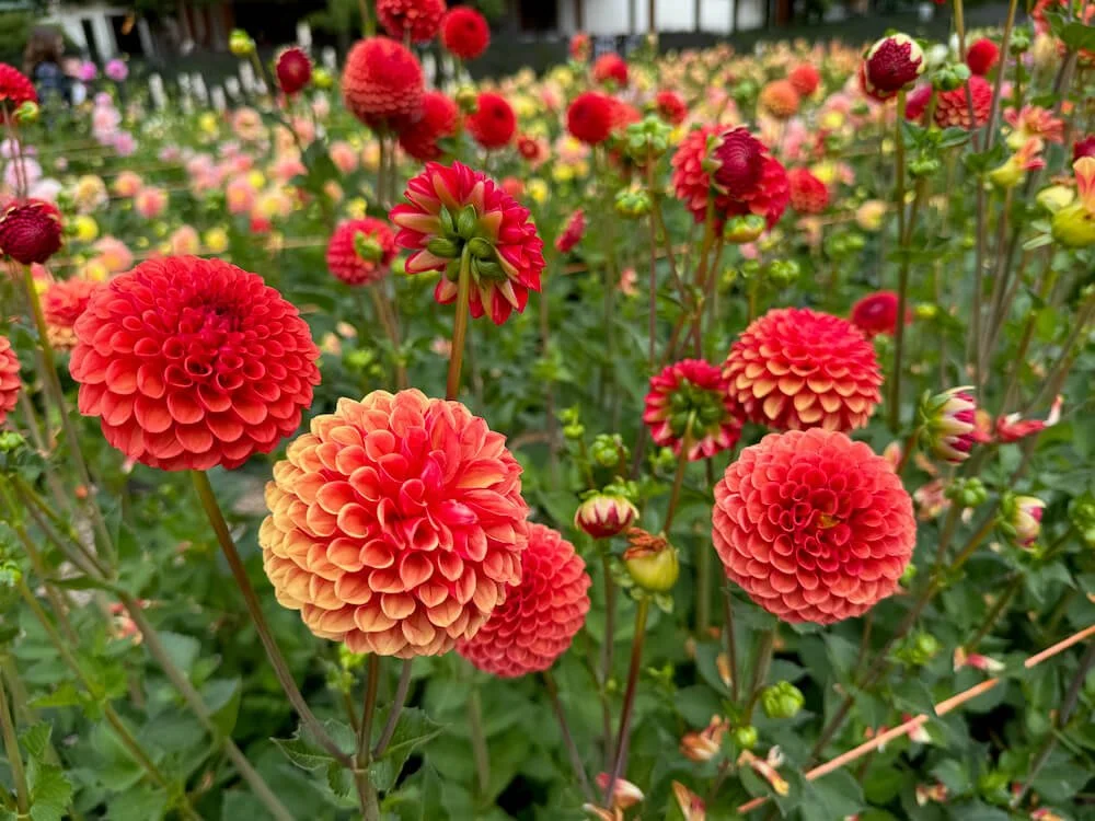 Dahlia 'Cornel Bronze' (Cornel Bronze Dahlia) — Northwest Blooms