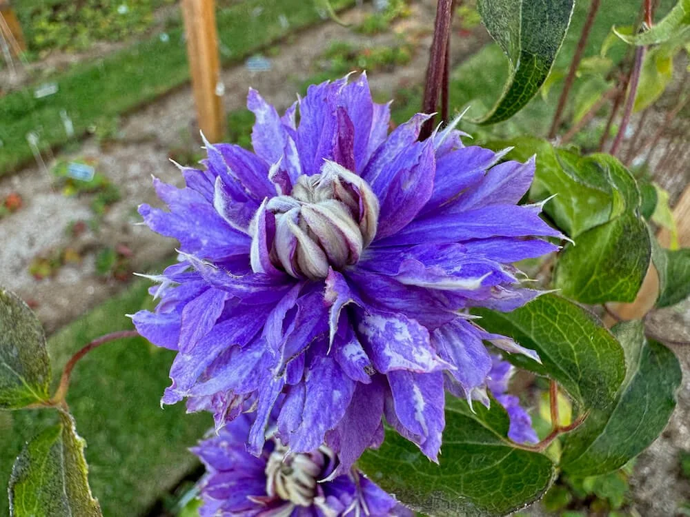 Clematis 'Perrin's Pride' (Perrin's Pride Clematis) — Northwest Blooms