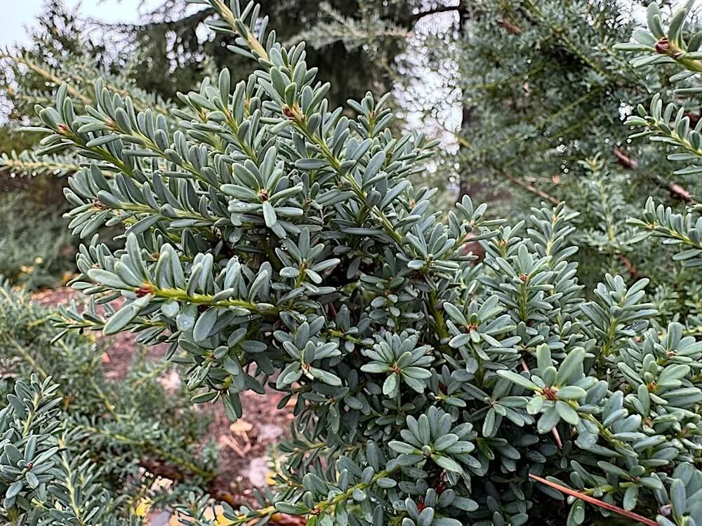 Taxus x media 'H.M. Eddie' (H.M. Eddie Yew) — Northwest Blooms