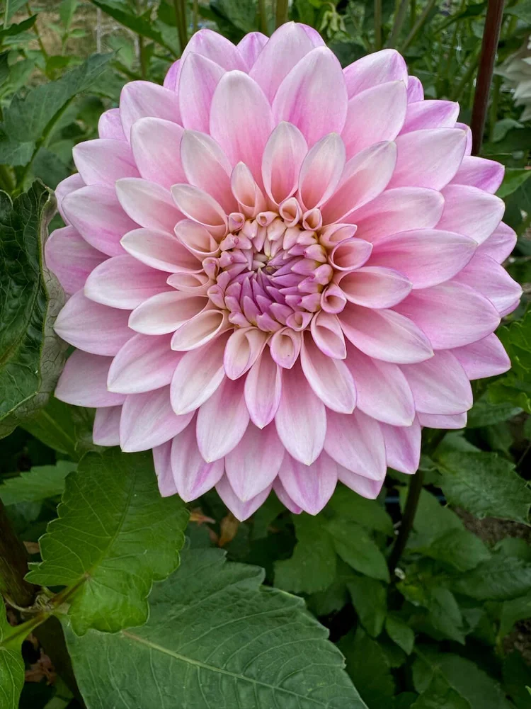 Dahlia 'Kelgai Ann' (Kelgai Ann Dahlia) — Northwest Blooms