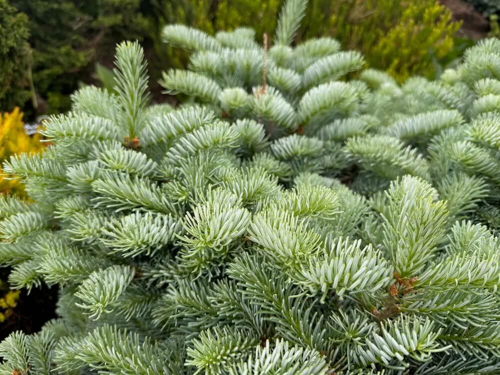 Taxus x media 'H.M. Eddie' (H.M. Eddie Yew) — Northwest Blooms