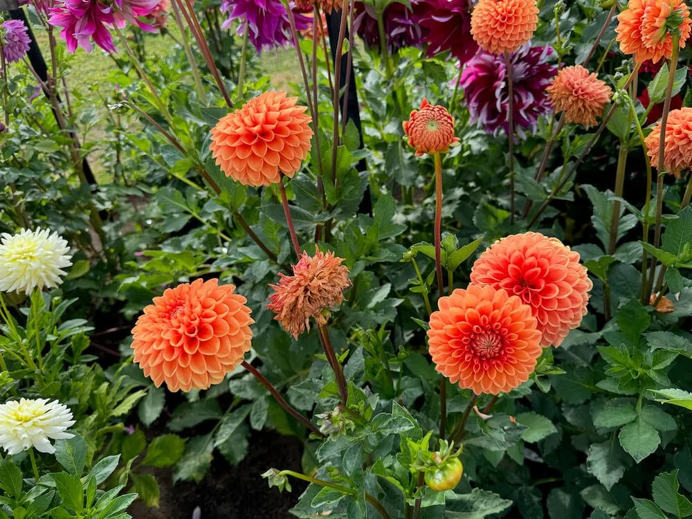 Dahlia 'Valley Rust Bucket' (Valley Rust Bucket Dahlia) — Northwest Blooms