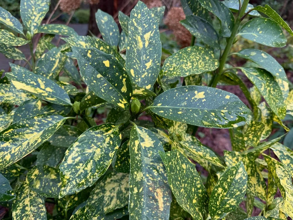 Fatsia japonica 'Variegata' (Variegated Japanese Aralia) — Northwest Blooms