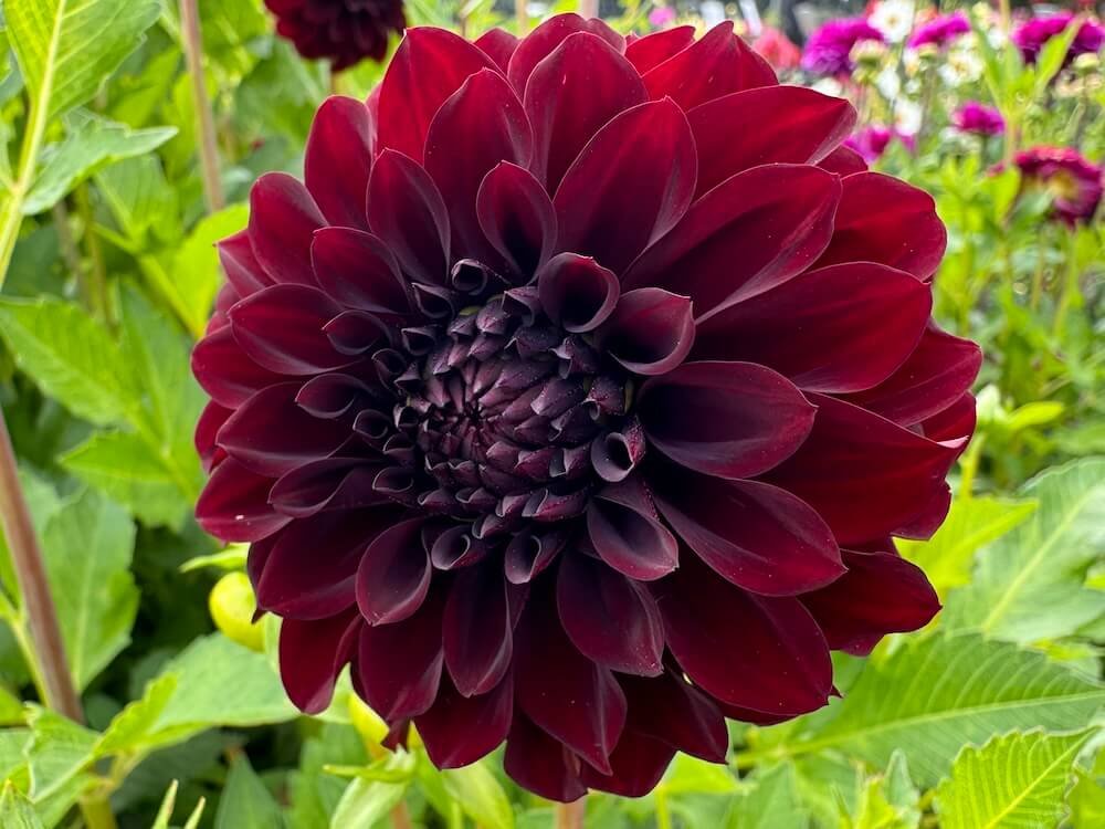 Dahlia Hollyhill Black Beauty