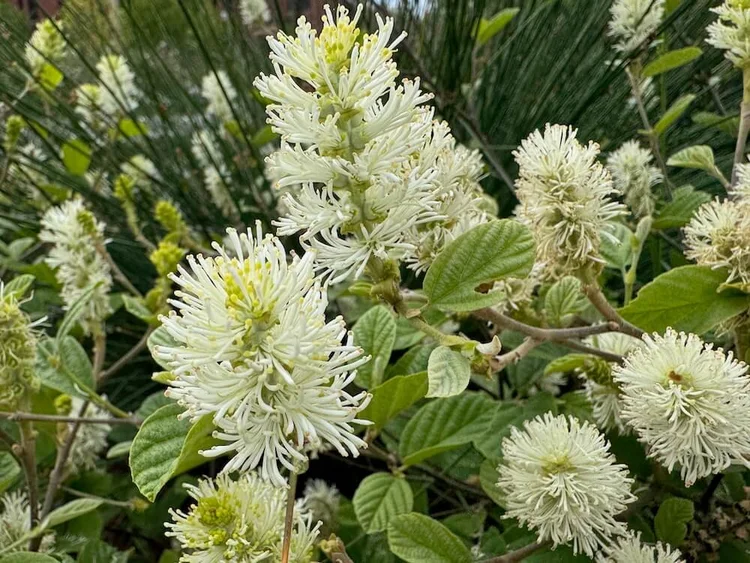 Prunus laurocerasus 'Mount Vernon' (Dwarf English Laurel) — Northwest ...