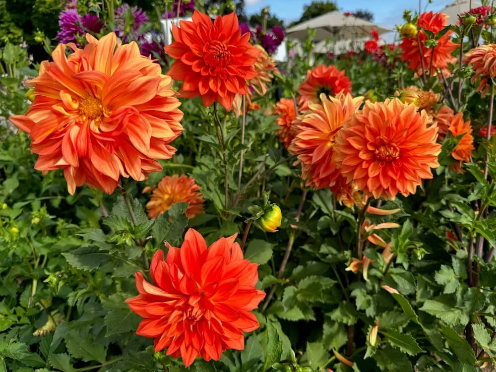 Dahlia 'Valley Rust Bucket' (Valley Rust Bucket Dahlia) — Northwest Blooms