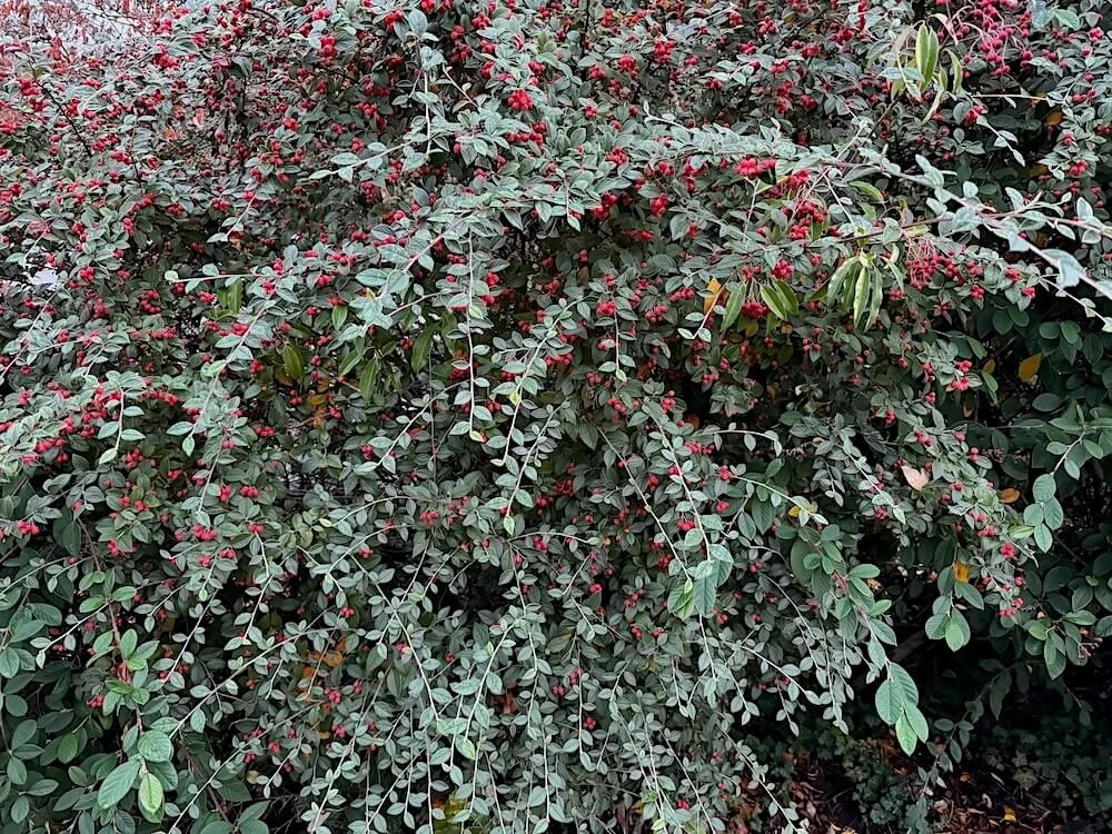 Prunus laurocerasus 'Mount Vernon' (Dwarf English Laurel) — Northwest ...
