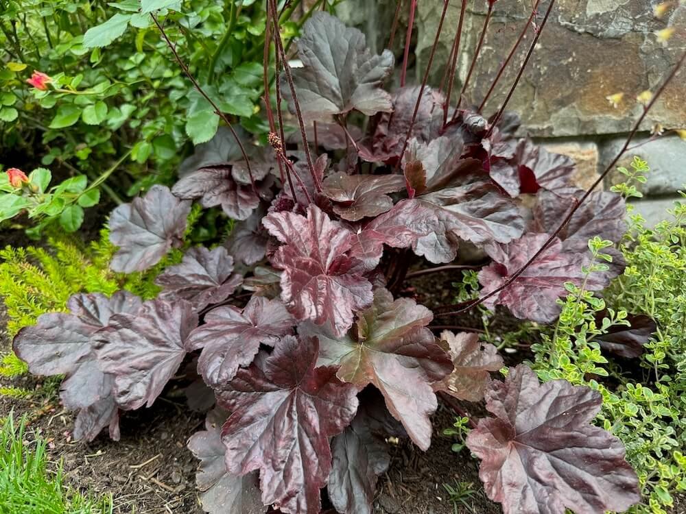 Heuchera ‘Obsidian’ (Obsidian Coral Bells) — Northwest Blooms